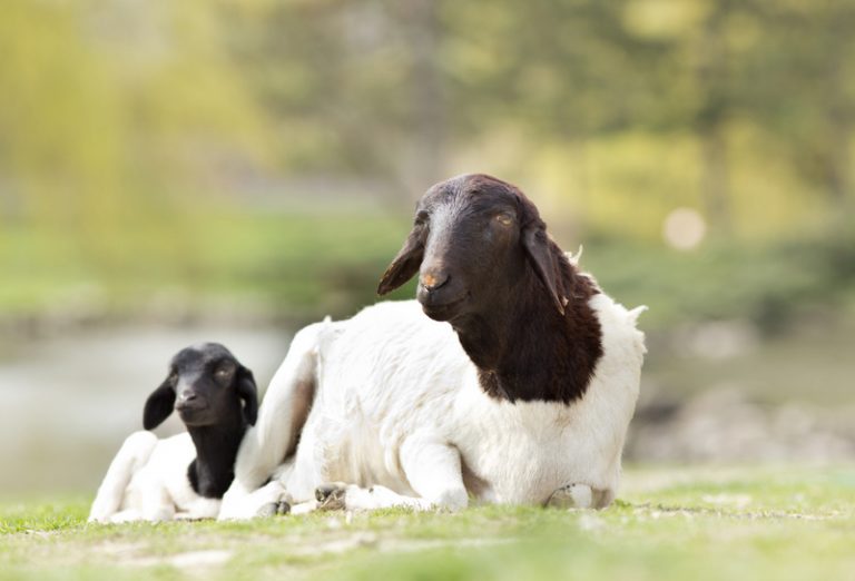 The Dorper Sheep: A Hardy Adaptable Breed - Countryside